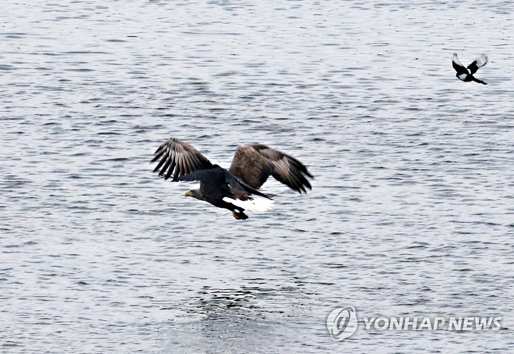 날아오르는 흰꼬리수리 연합뉴스