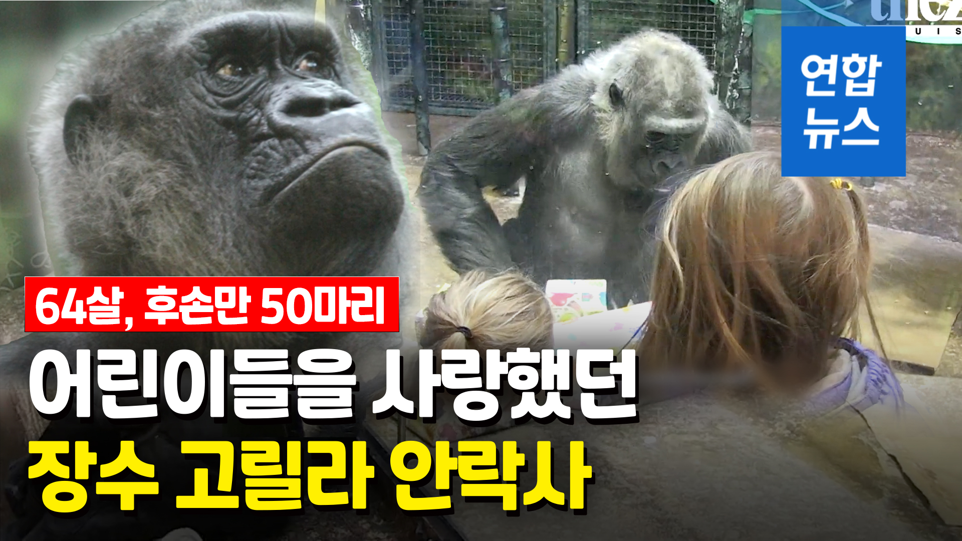 [영상] 후손만 50마리…'넘버 2' 최장수 고릴라 안락사 | 연합뉴스